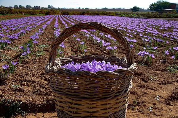 First-Class Saffron Bulbs Certified by the BKD – Learn More – Sativus.com