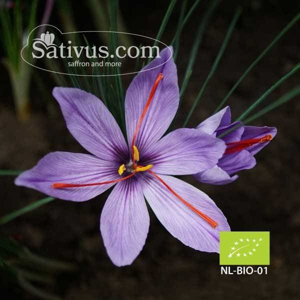 Organic Crocus sativus Bulbs of Size 8/9 | Grow Your Own Saffron ...
